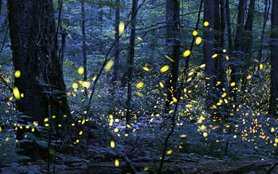 Fireflies pigeonforge.com - The Murfreesboro Pulse