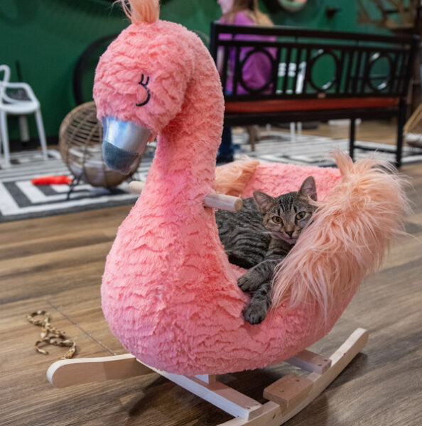 Murfreesboro’s Catfeine Cat Cafe Celebrates Five Years of Feline Fun ...