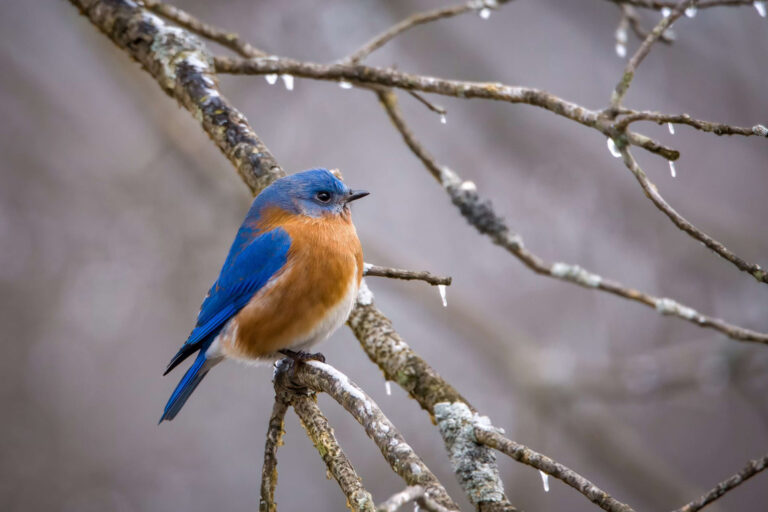 Celebrate National Bird Feeding Month in February by Participating in ...