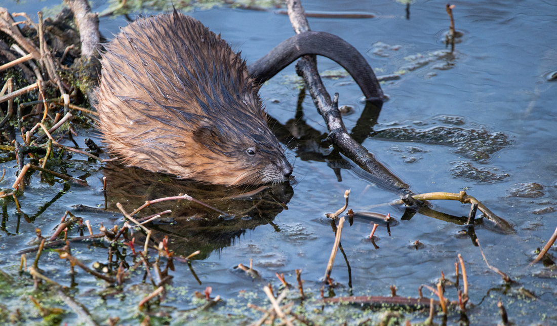 Meet the Muskrats of Murfreesboro, A Common Sighting at Murfree Spring ...