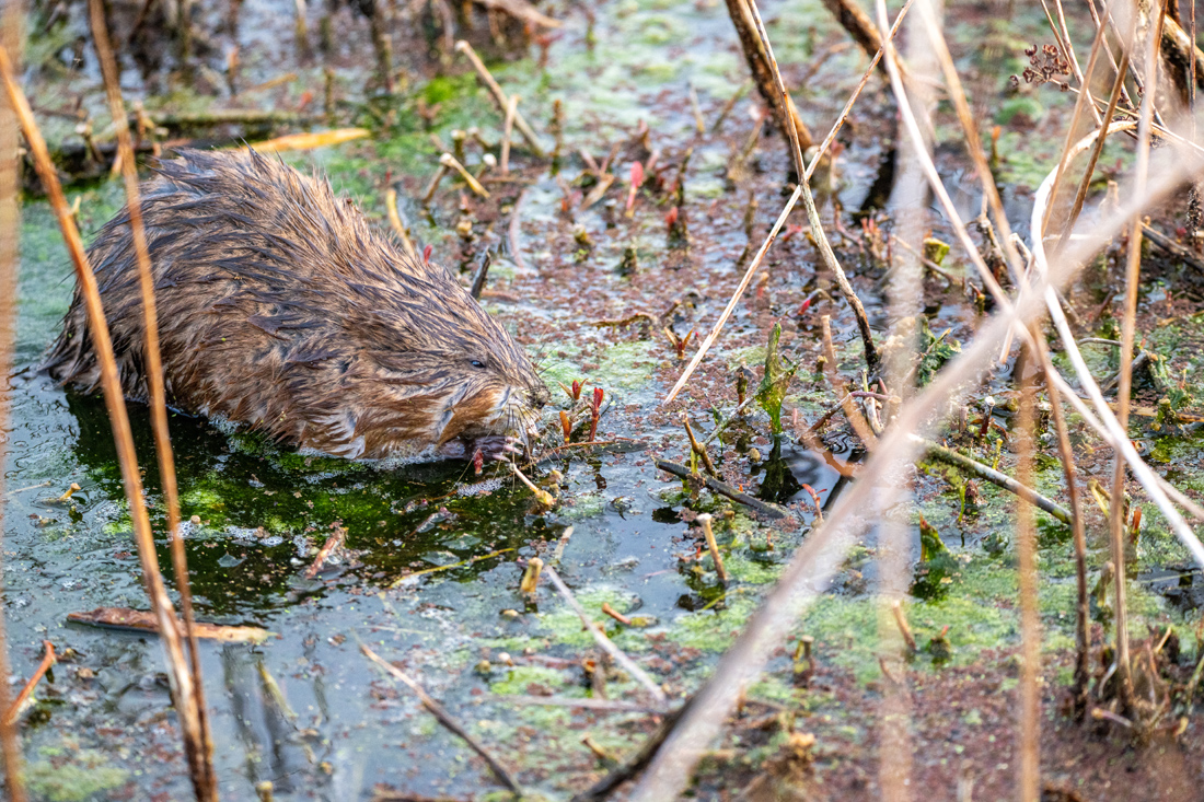 Meet the Muskrats of Murfreesboro, A Common Sighting at Murfree Spring ...